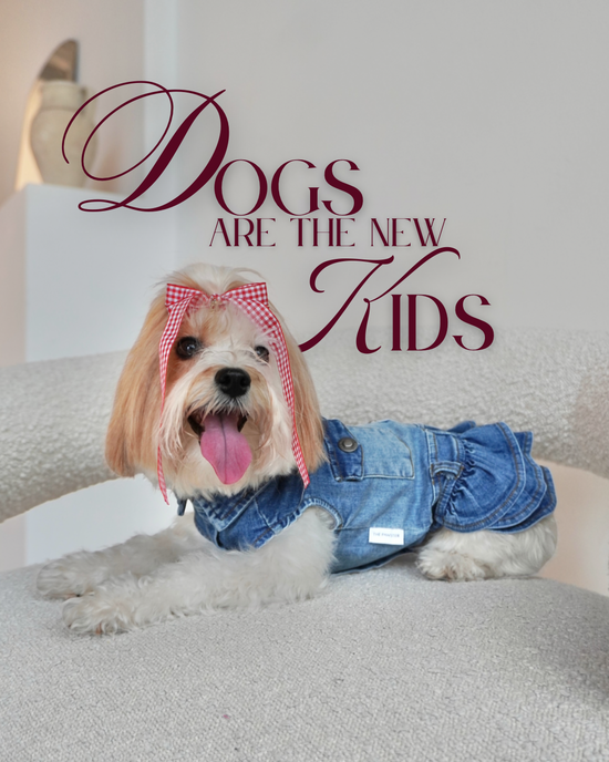 The Pawster | Luxury Dog Clothing & Stylish Dog Outfits
